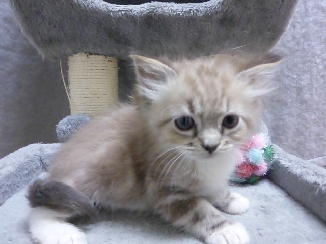 Current Ragdoll Kittens For Sale | Washington State