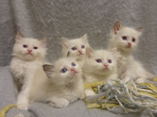 Current Ragdoll Kittens For Sale | Washington State