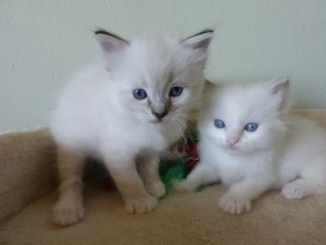 Current Ragdoll Kittens For Sale | Washington State