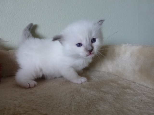 Current Ragdoll Kittens For Sale | Washington State