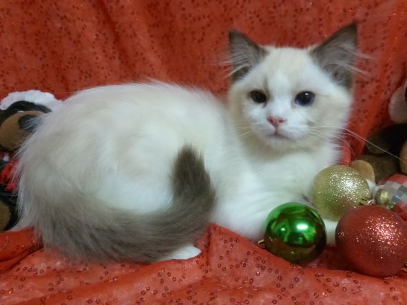 Current Ragdoll Kittens For Sale | Washington State