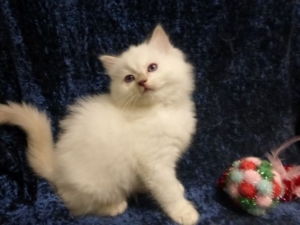 Current Ragdoll Kittens For Sale | Washington State