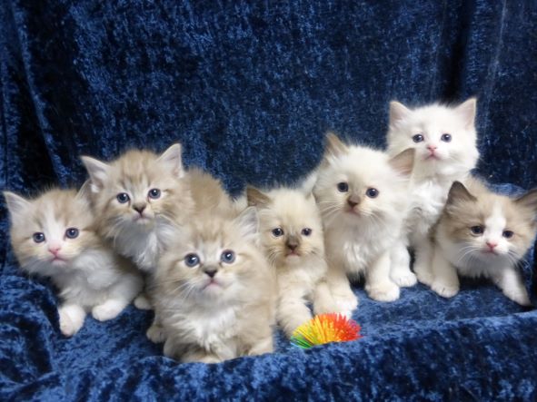 Current Ragdoll Kittens For Sale | Washington State